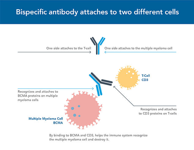 Bispecific Therapy treatments - helping your body fight cancer